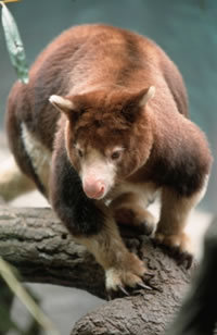 Papua New Guinea’s protected areas to be assessed | WWF