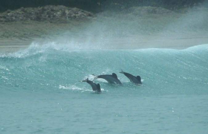 Kiwis of the Sea: New Zealand dolphins under threat | WWF