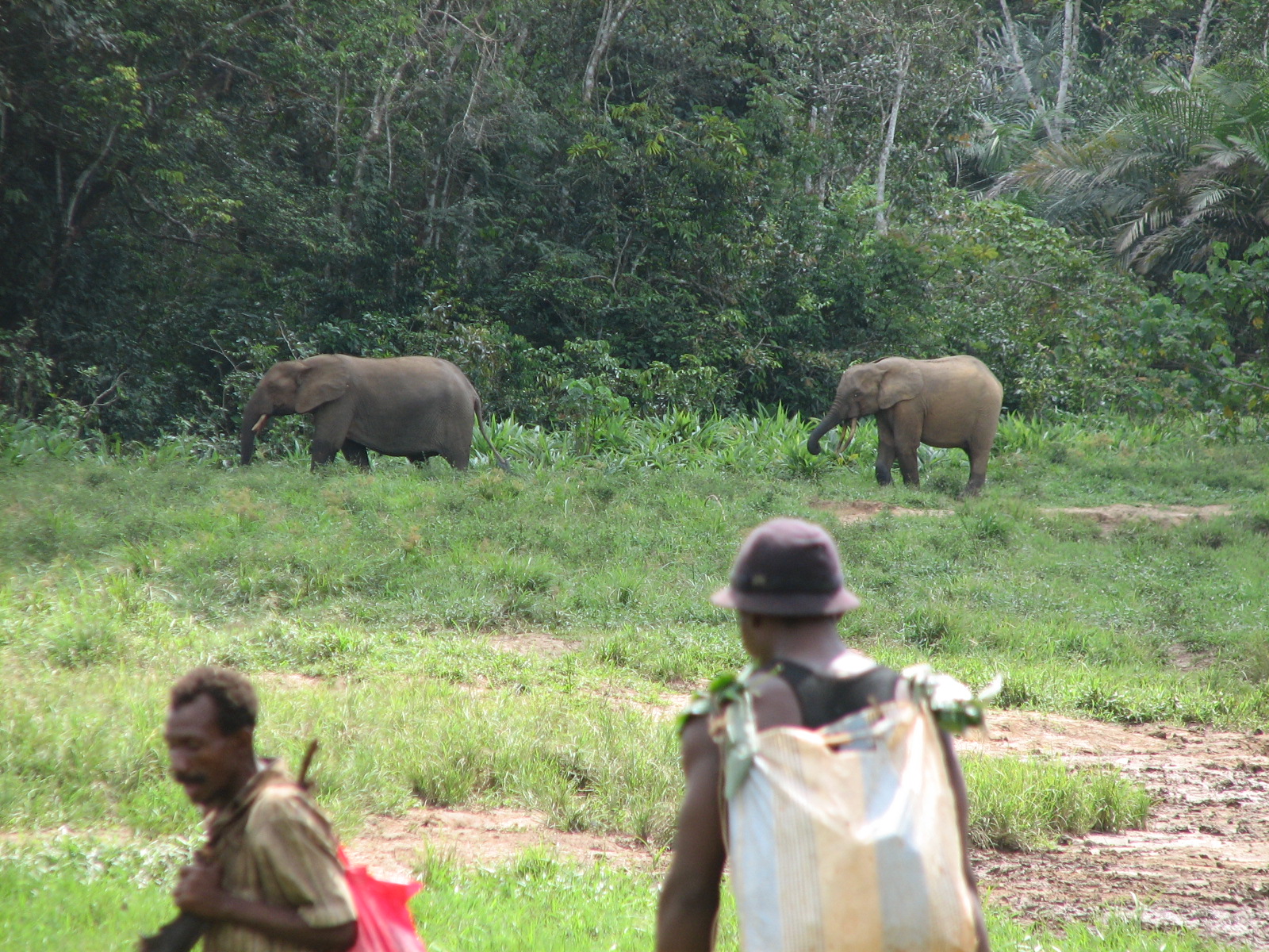 East Cameroon forest clearing – wildlife bastion | WWF