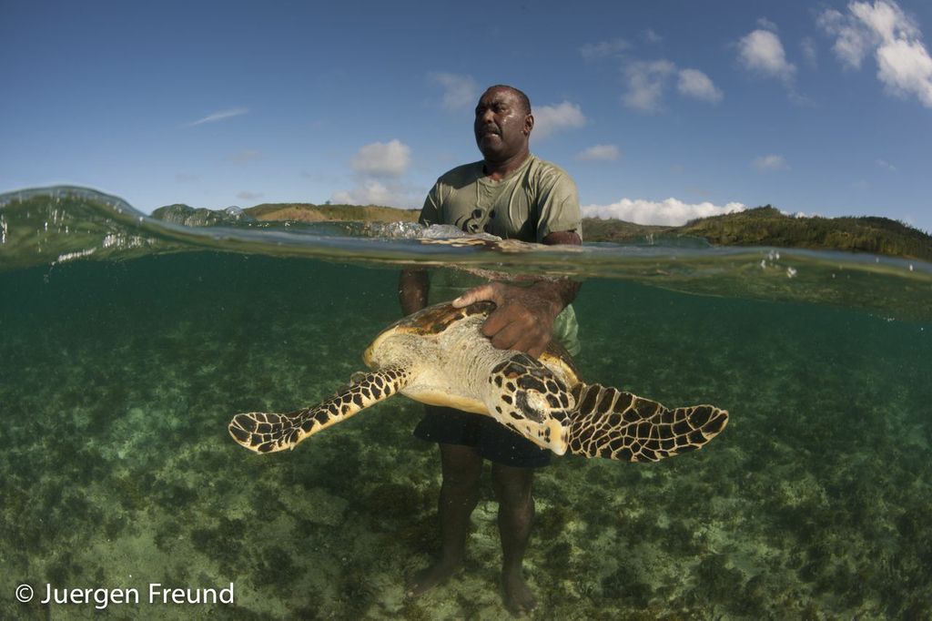 Saluting our turtle champions | WWF