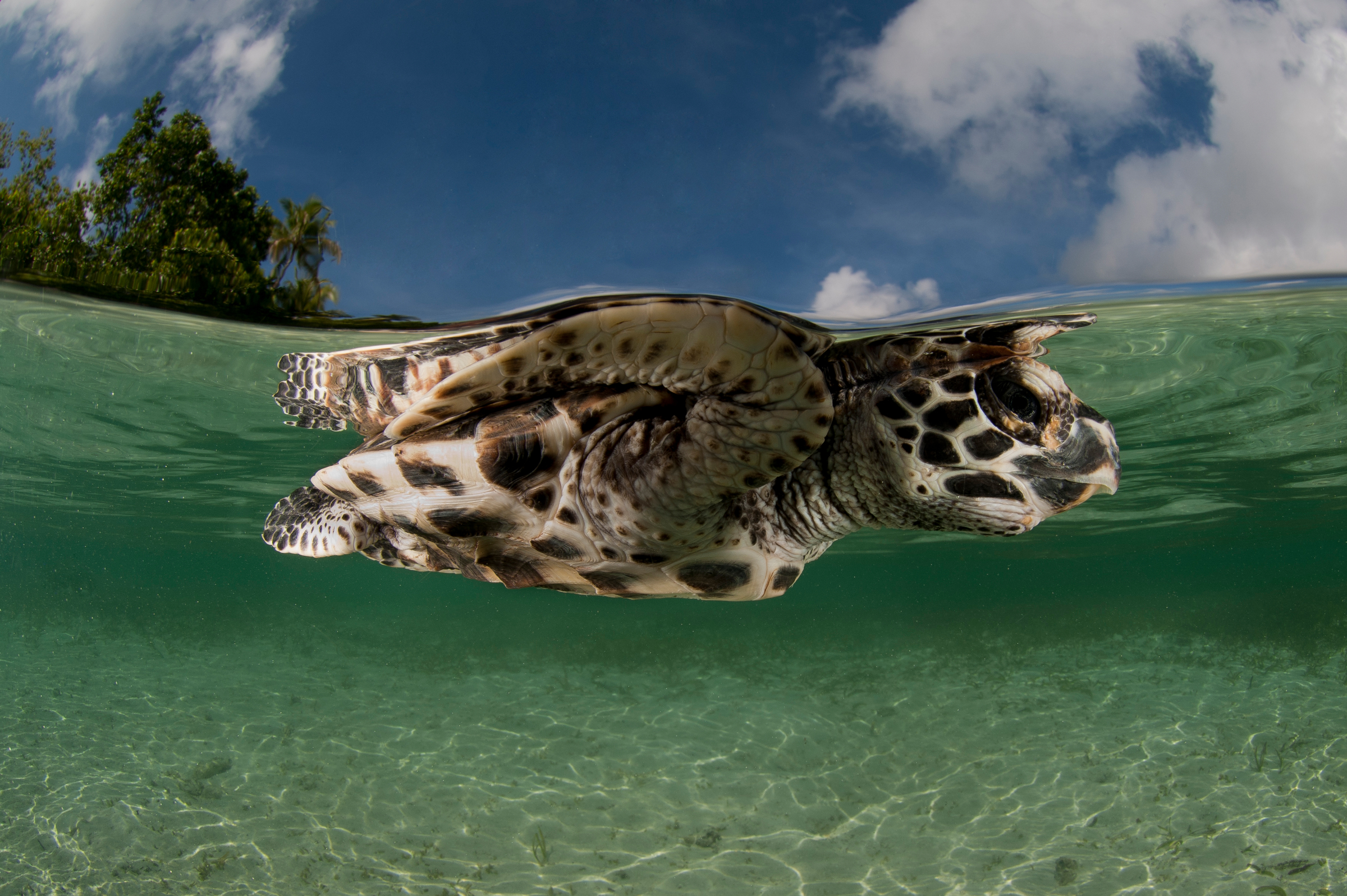 Protecting Turtles in the Pacific (Part 2) | WWF