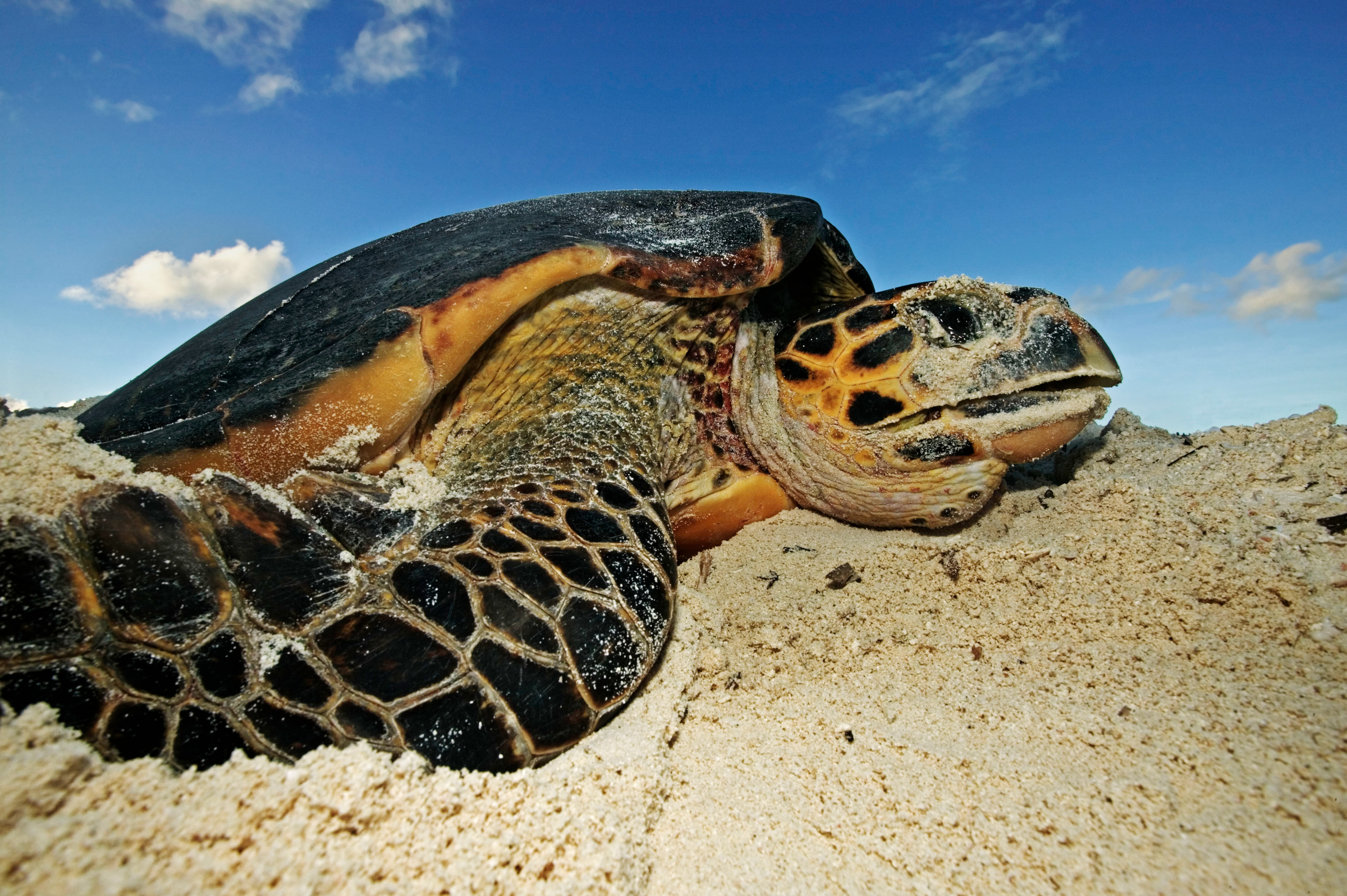 Protecting Turtles in the Pacific (Part 2) | WWF