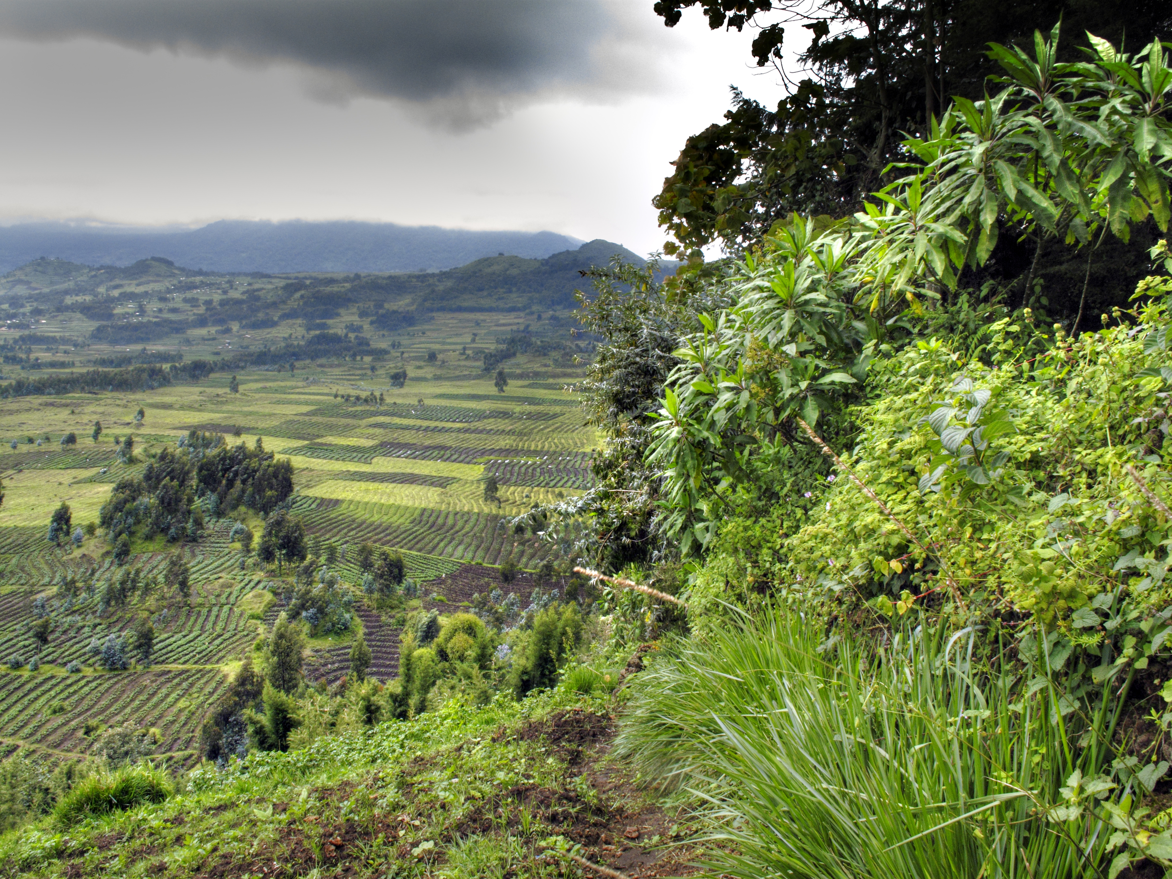 Demystifying the Jurisdictional Approach to Forest Conservation: WWF ...