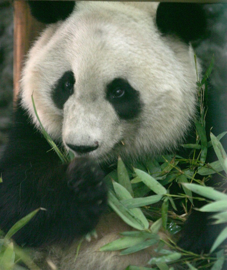 Panda Ambassador Mei Lan ushers in Chinese New Year by launching Earth ...