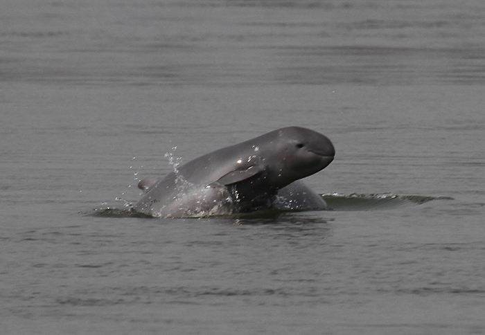 Ray of Hope for Critically Endangered Mekong Dolphin but Mega-Dams ...