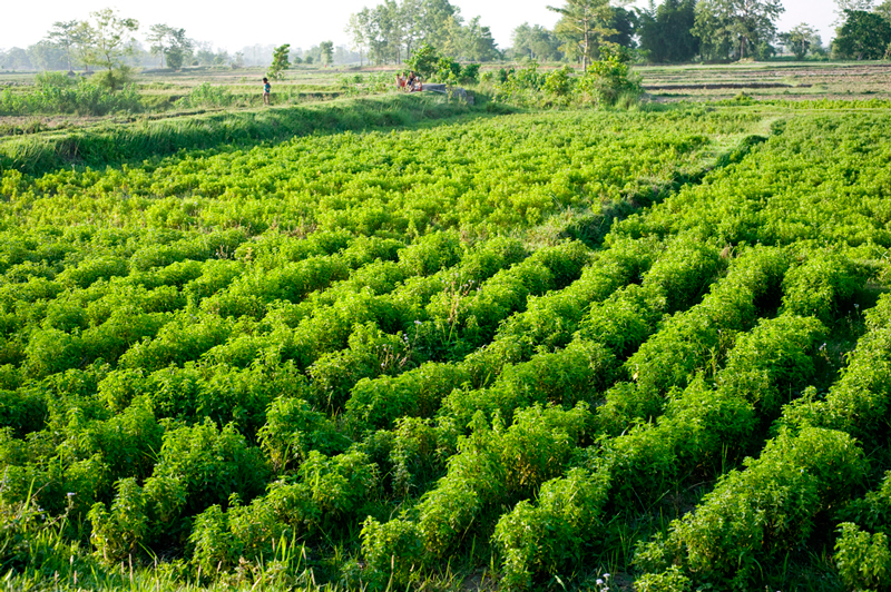 Mentha farming fuels prosperity | WWF