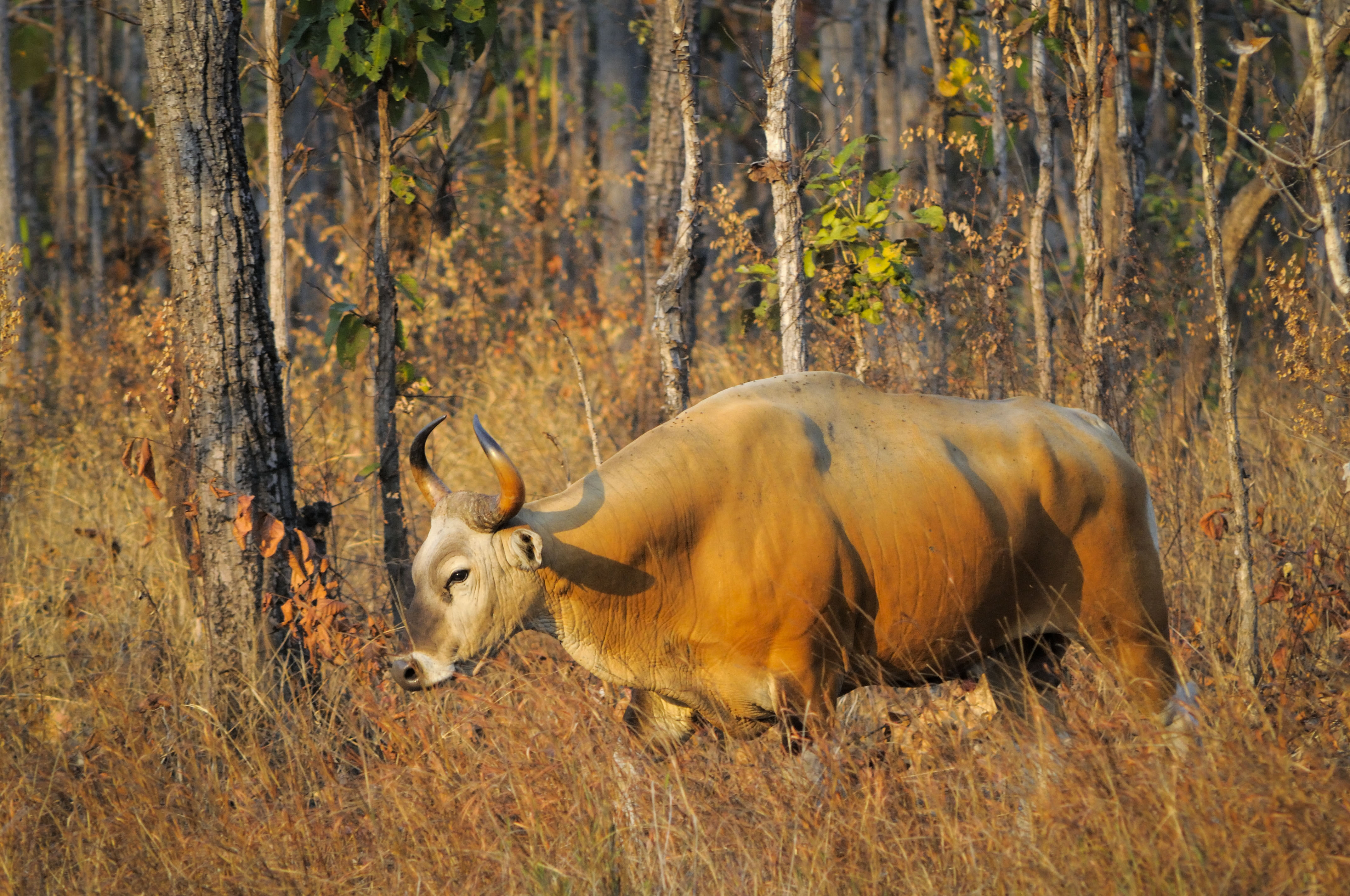 Stronger law enforcement needed to protect Cambodia's wildlife | WWF