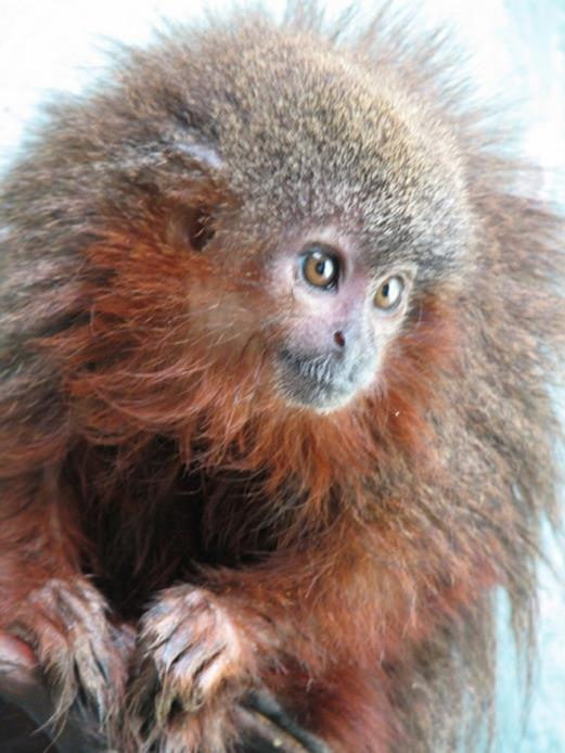 Un mono que ronronea como gato, entre las nuevas especies descubiertas ...