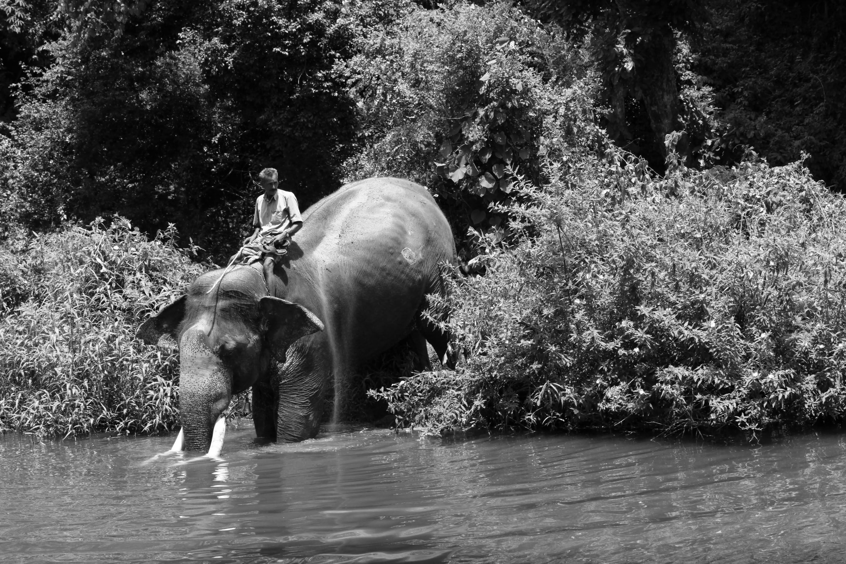 Tiger Tales: Maran the mahout | WWF