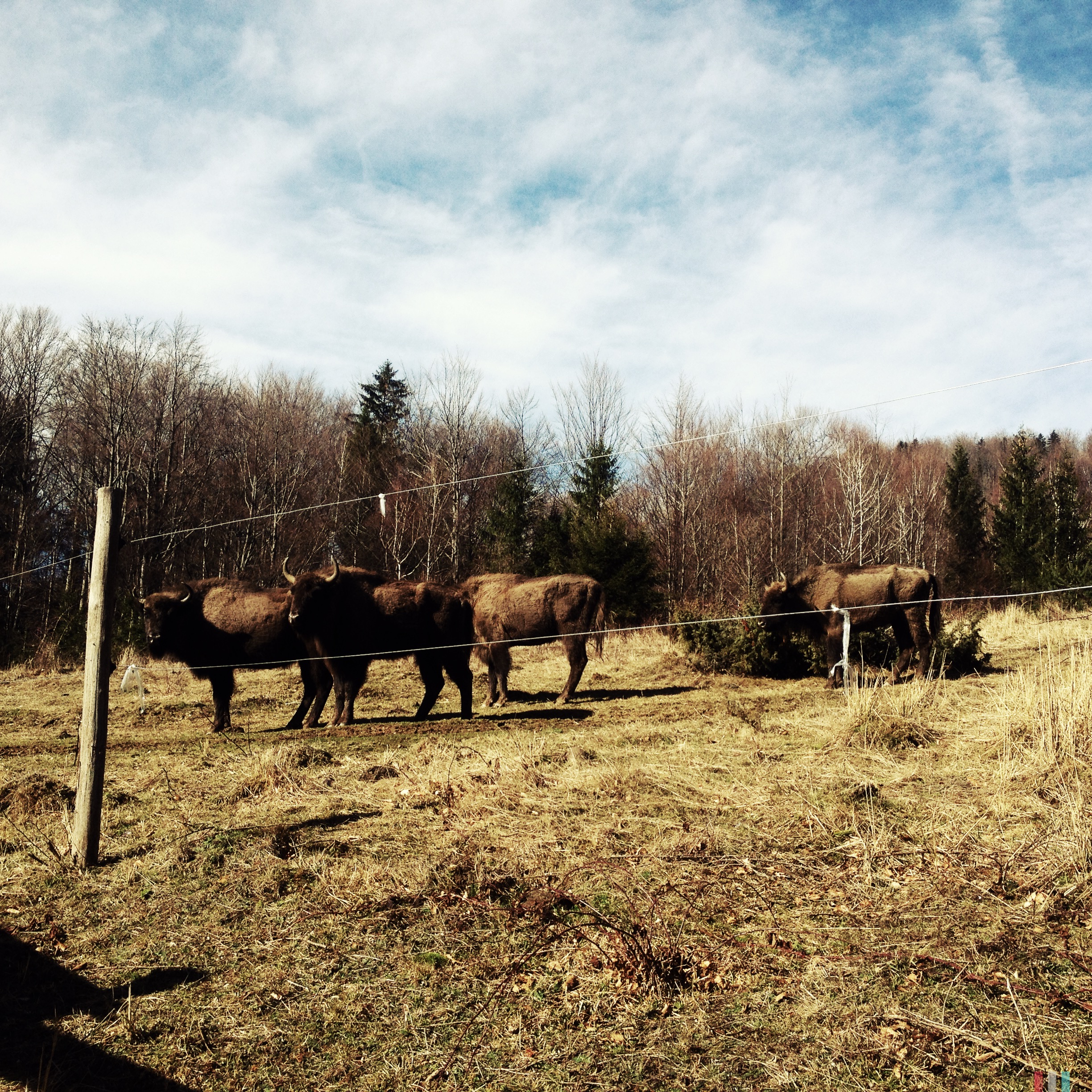 The Bison Hillock becomes a wildlife innovation laboratory | WWF