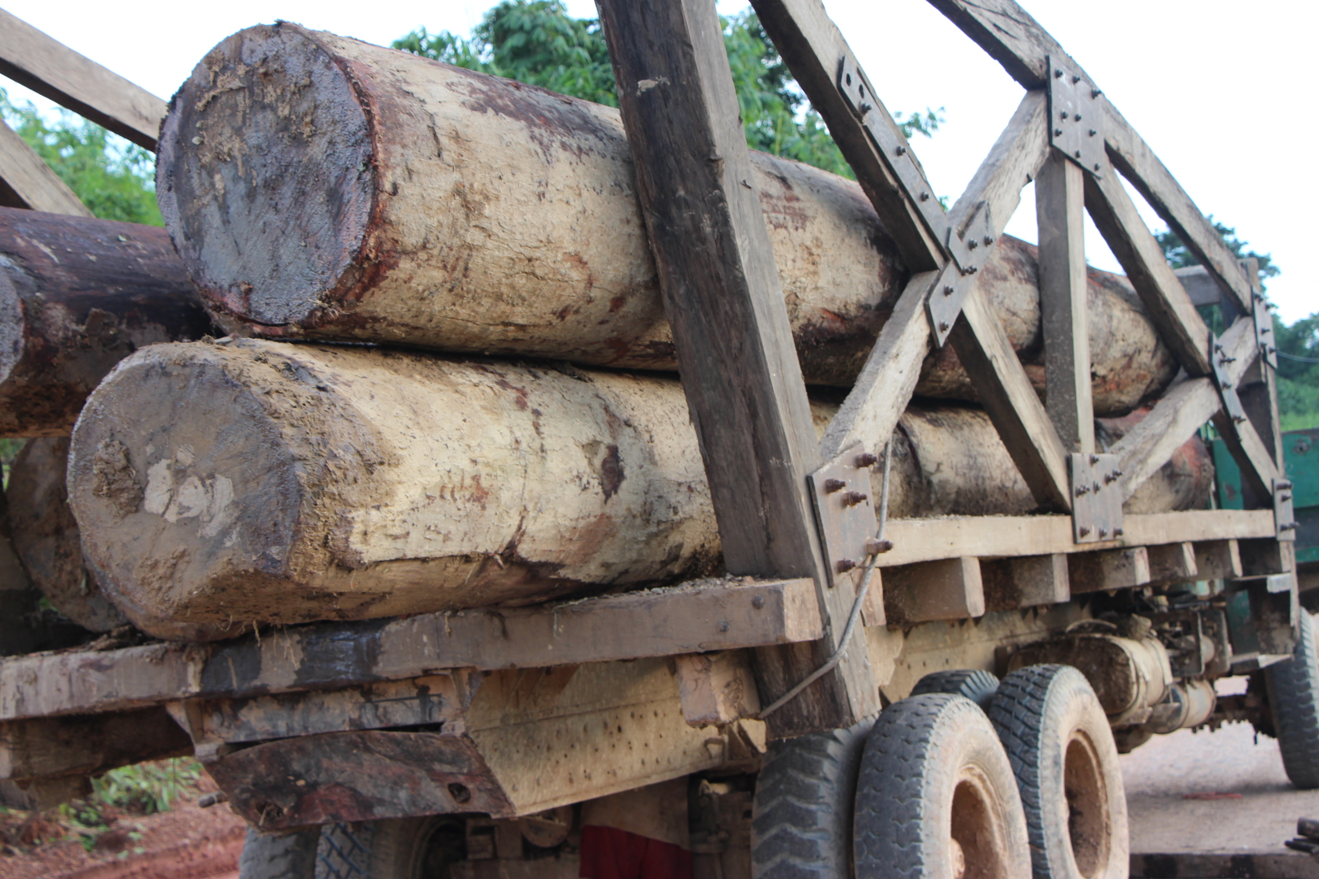 Log Export Ban Goes into Effect in Myanmar: Too Early to Determine ...