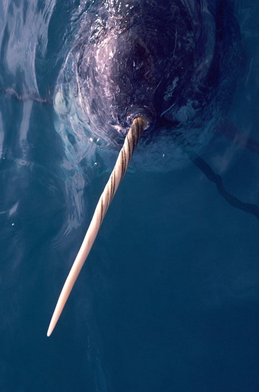 Narwhal tracking project helps chart species’ future | WWF