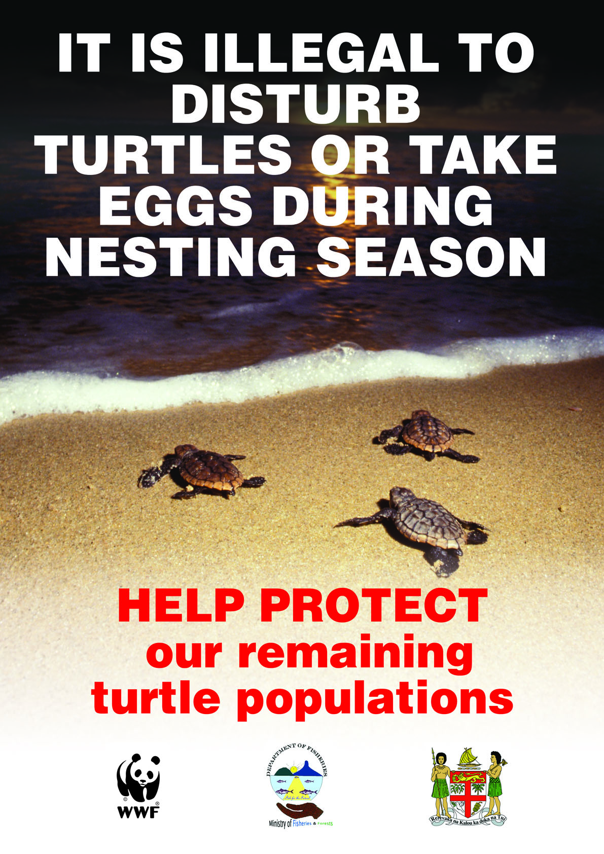 Let's Protect Our Turtles | WWF