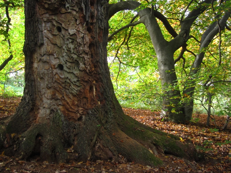 Determined: The state of Hungary’s Carpathian Region forests | WWF