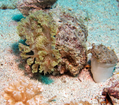 VIEWPOINT : Babies and Bombs at Banta | WWF