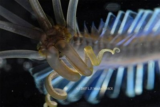 Spindly species found in ocean's crushing depths | WWF