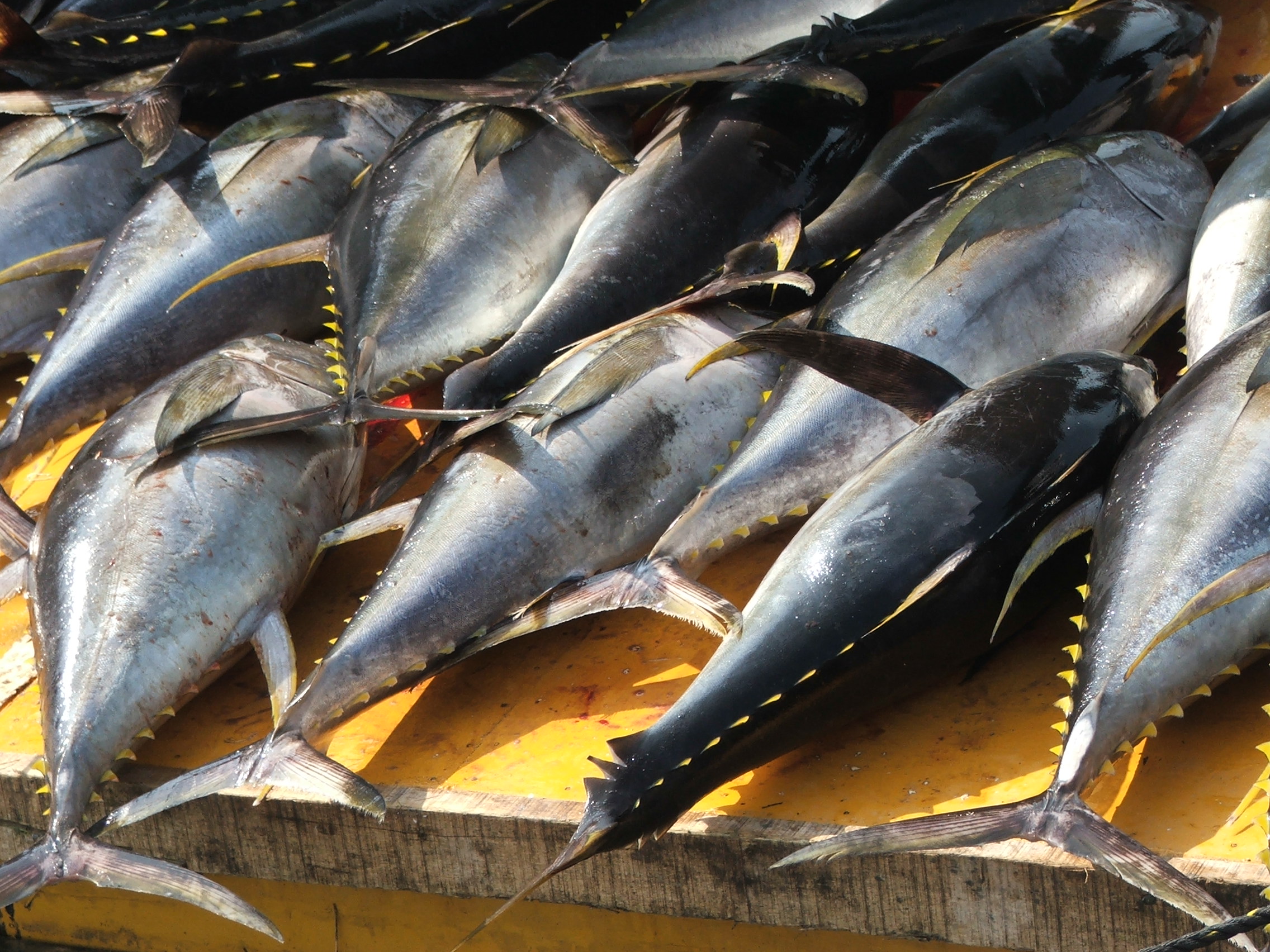 Pacific fisheries leaders highlight Tuna Commission action | WWF