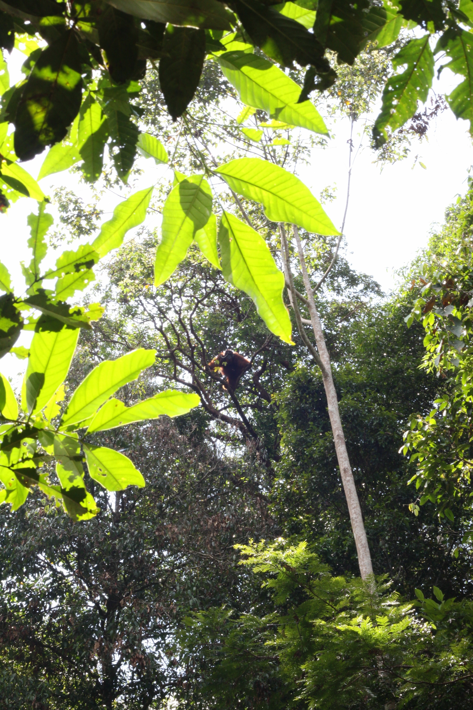A National Geographic Enthusiast Turns Orangutan Devotee | WWF