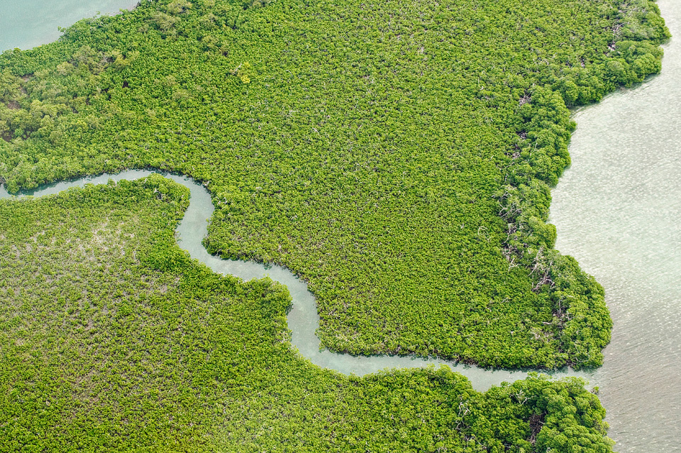 Global Alliance for a more efficient conservation of Mangroves | WWF