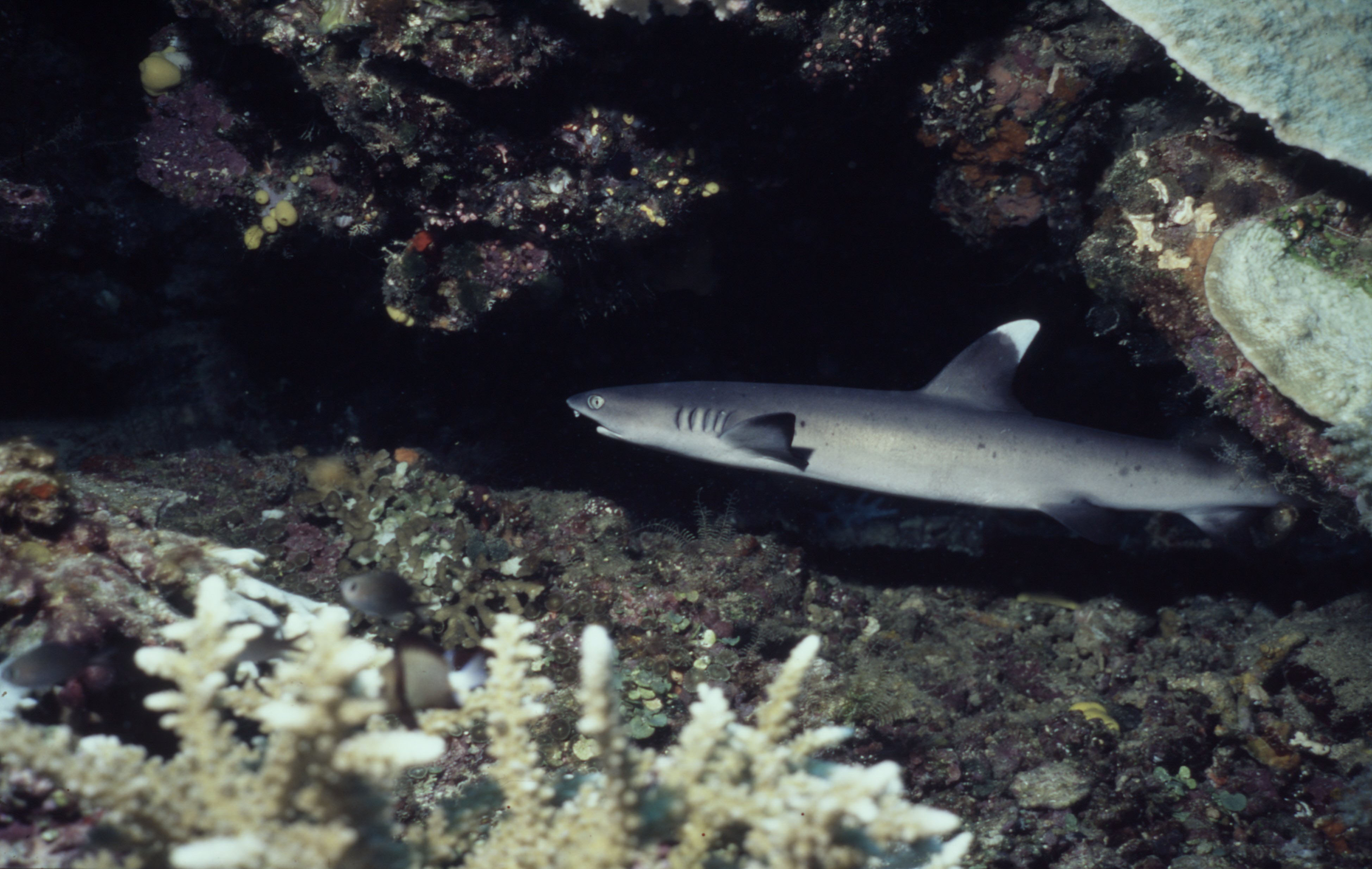 Great Fiji Shark Count into its fifth year | WWF