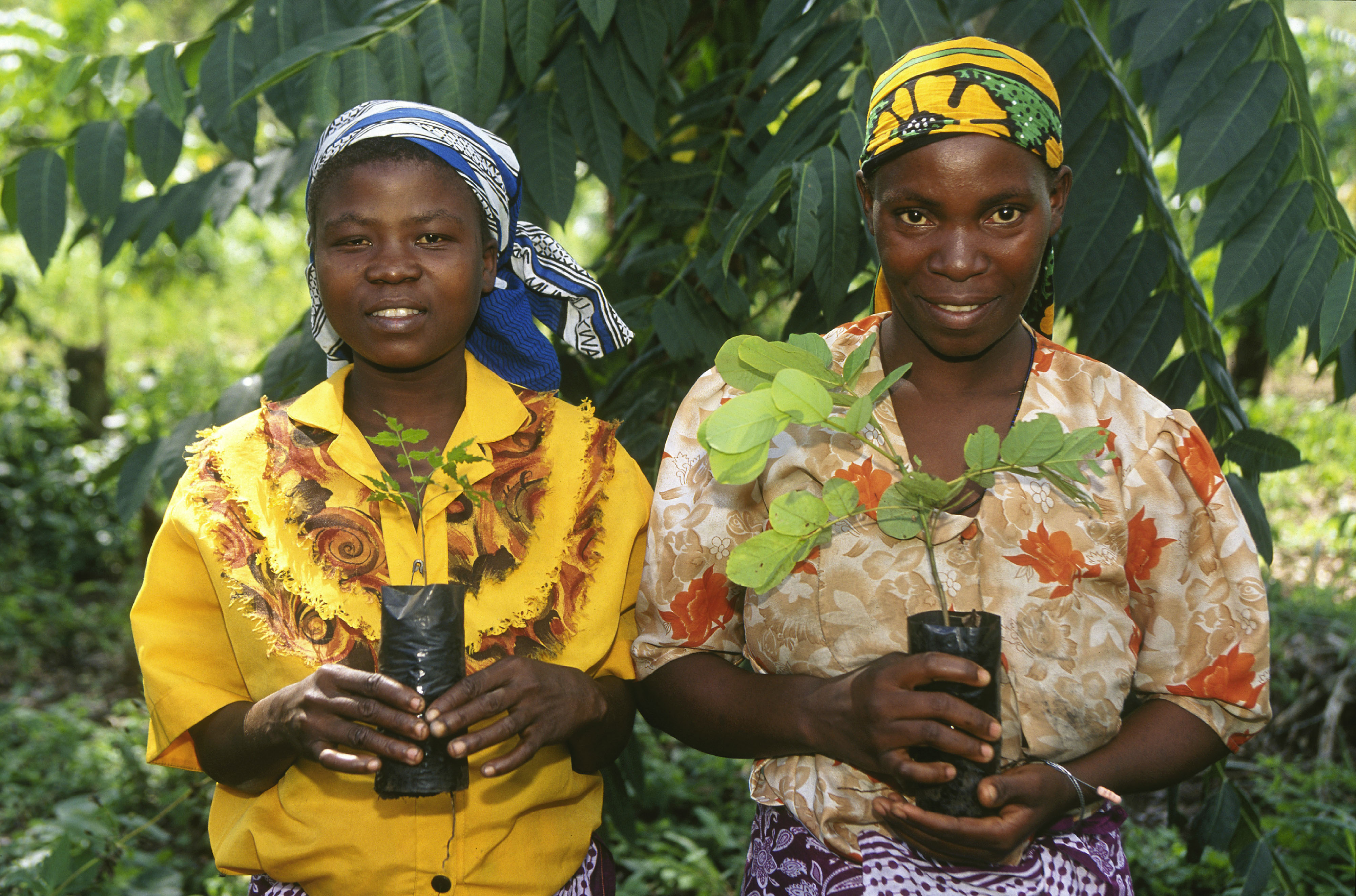 How communities and their forests can thrive together | WWF