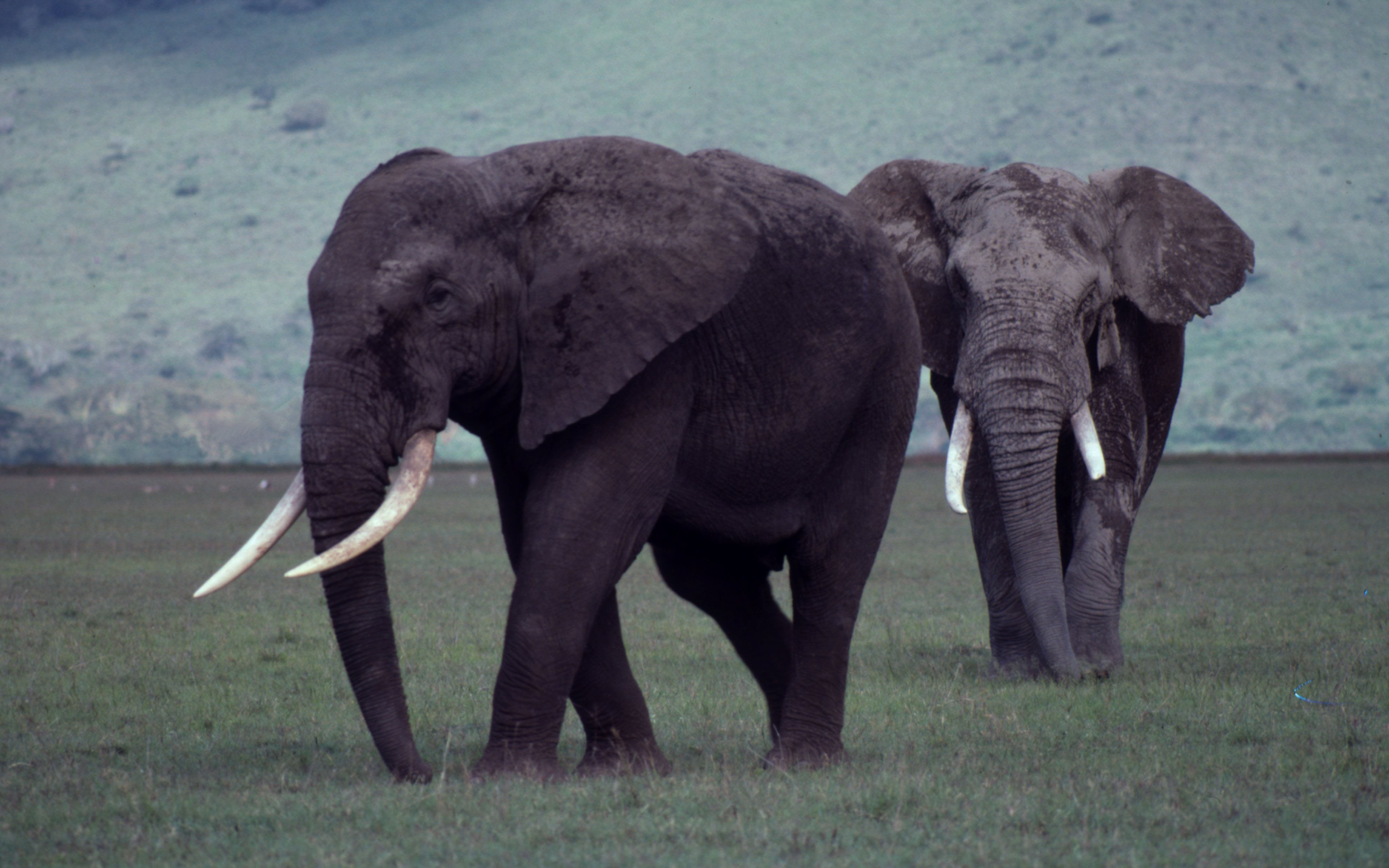 Hong Kong ivory ban is now law | WWF