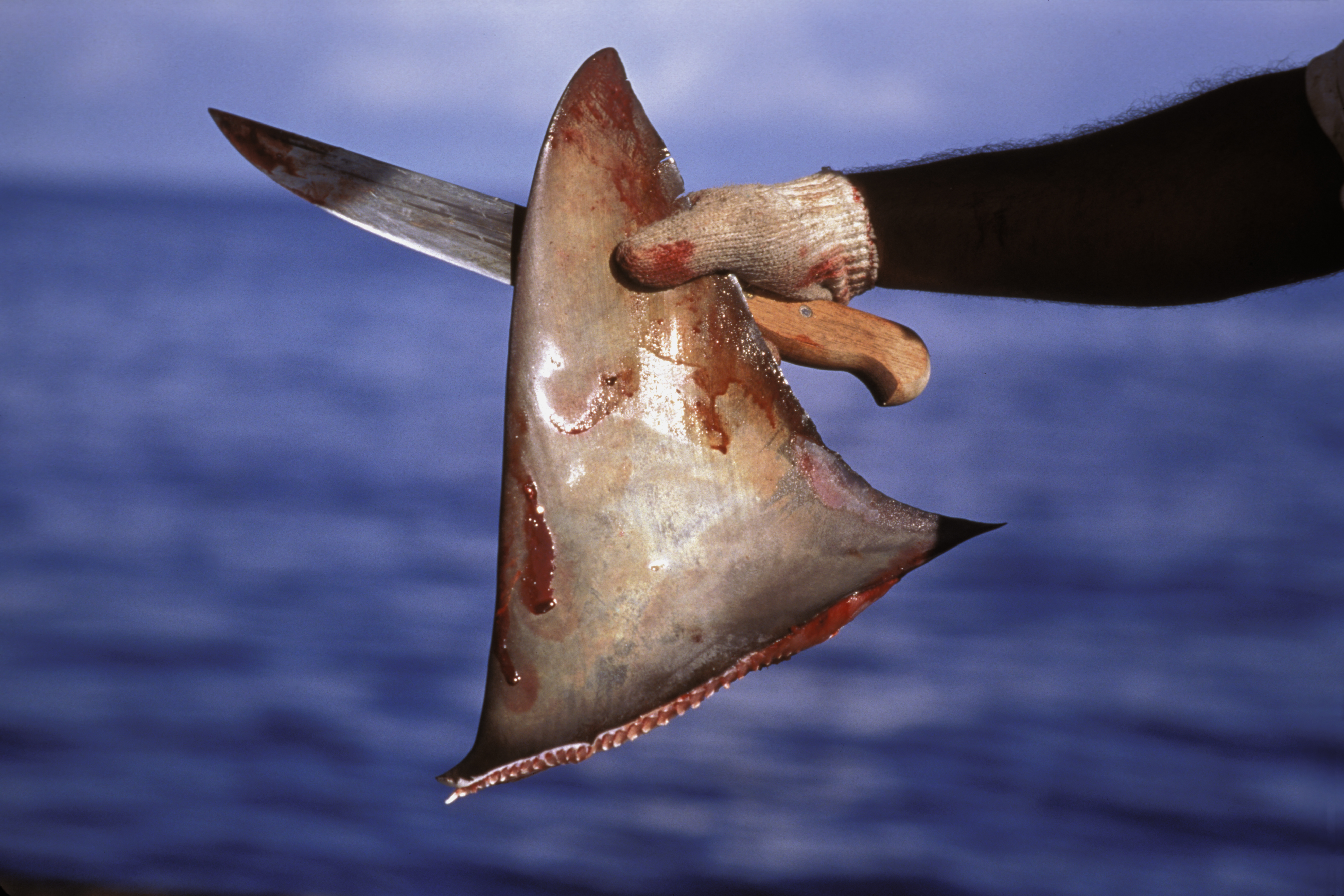 Shark finning loophole still open in Pacific | WWF