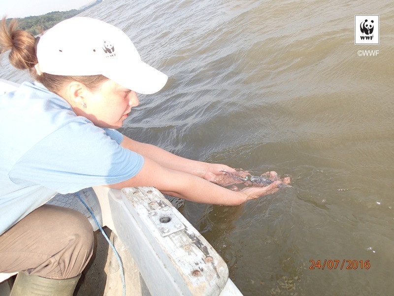 Две новоизлюпени есетри са открити в българския участък на Дунав | WWF