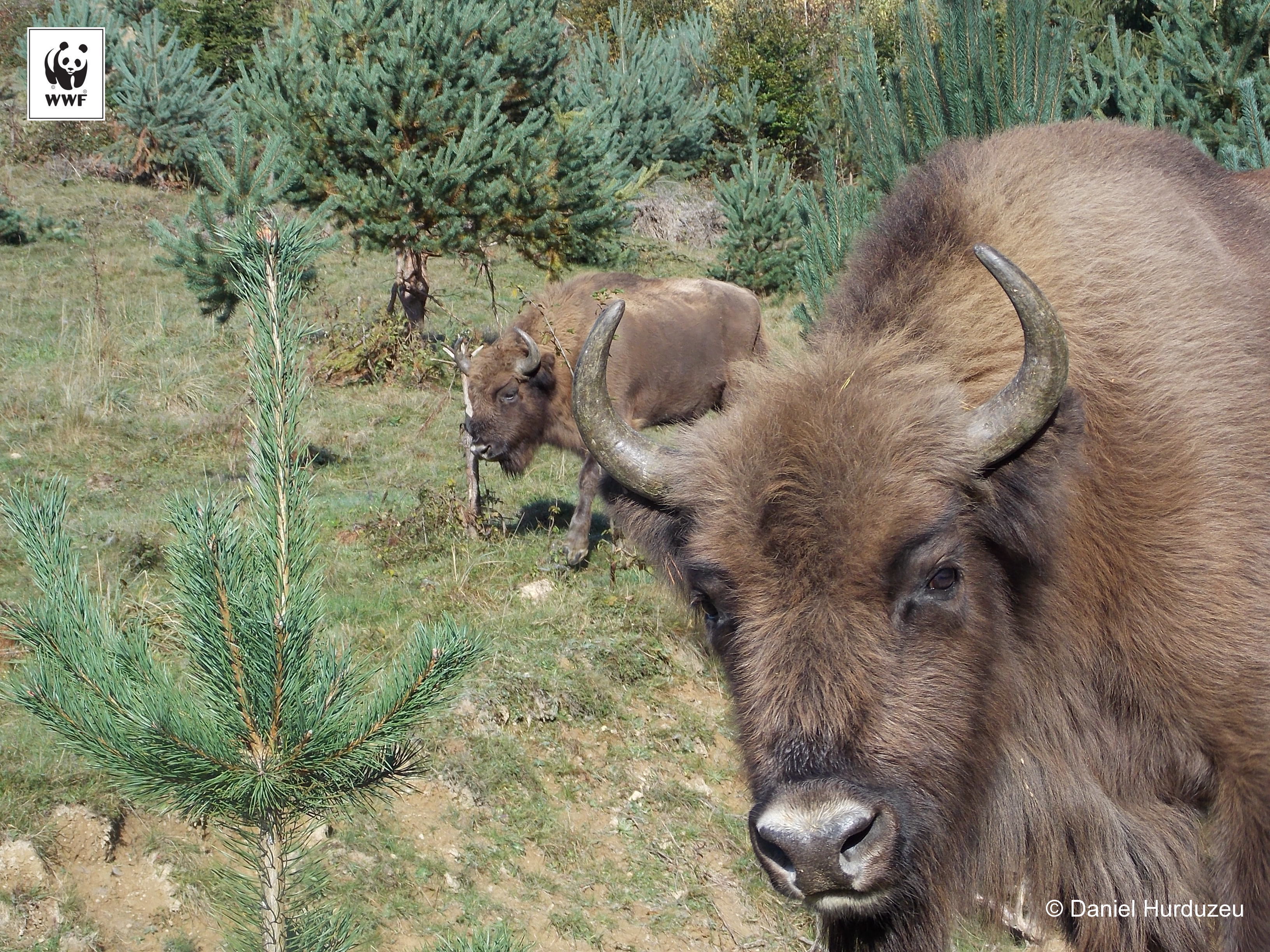 Reintroduction of bison in the Southern Romanian Carpathians continues ...