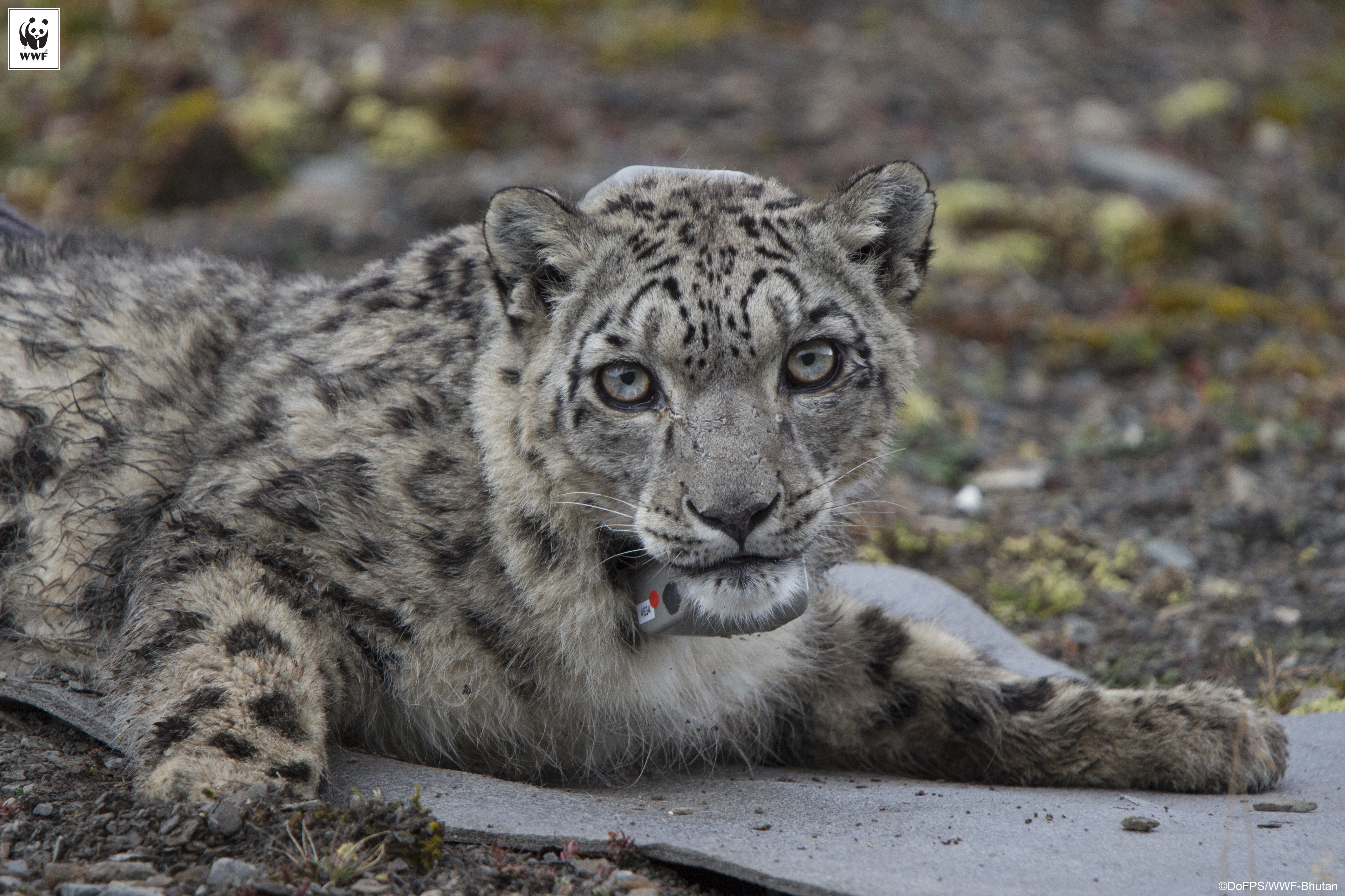Snow leopards collared in Bhutan for the first time | WWF