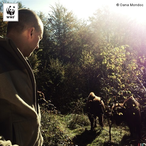 Challenging times for the bison of the Southern Carpathians | WWF