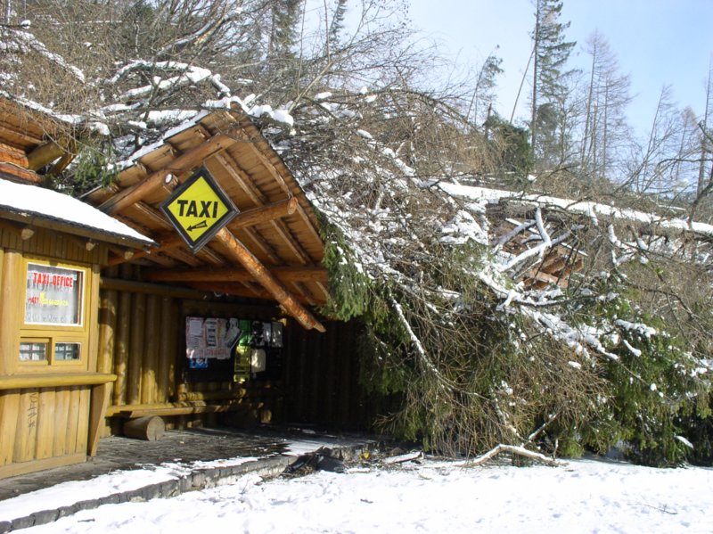 Natural windstorm requires natural solutions | WWF