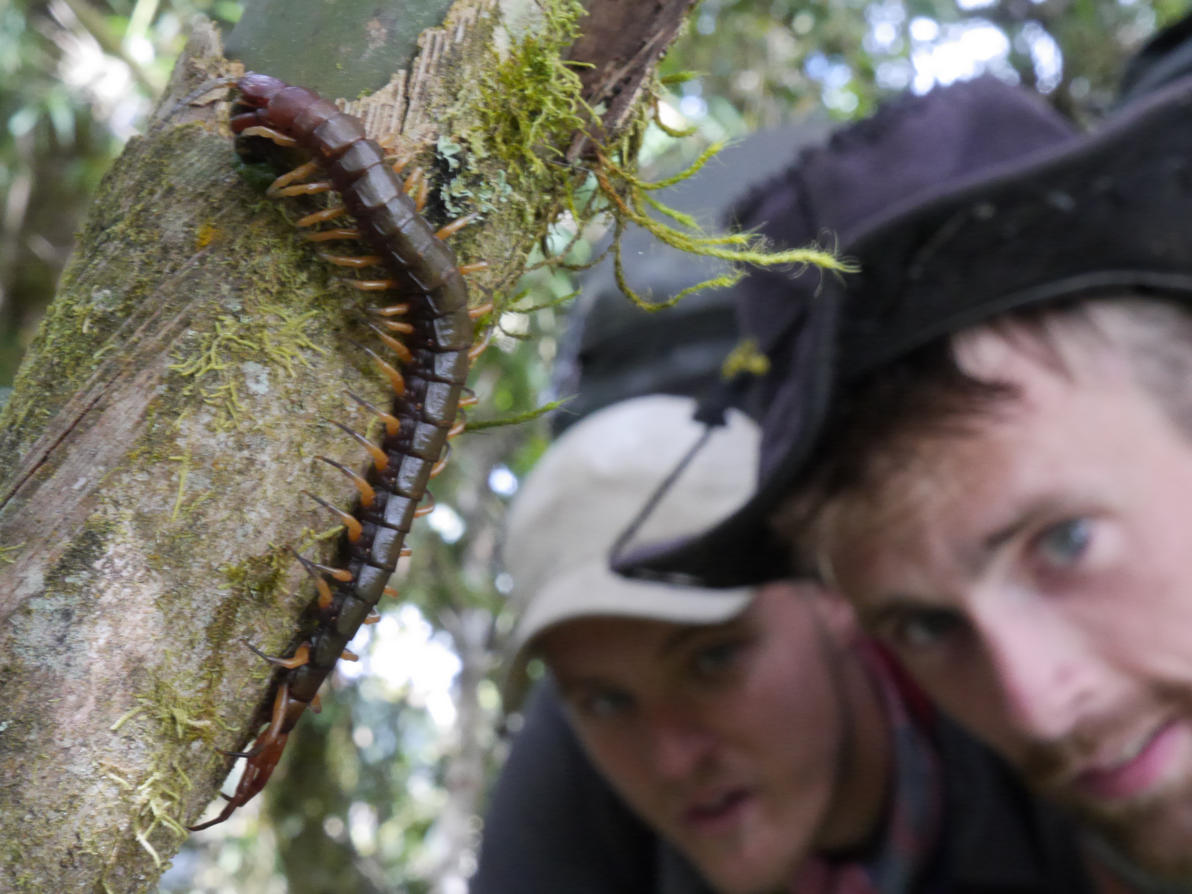 Des aventuriers suédois marchent pour les forêts malgaches | WWF