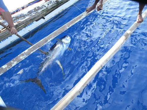 Tagging Tuna in the Coral Triangle | WWF