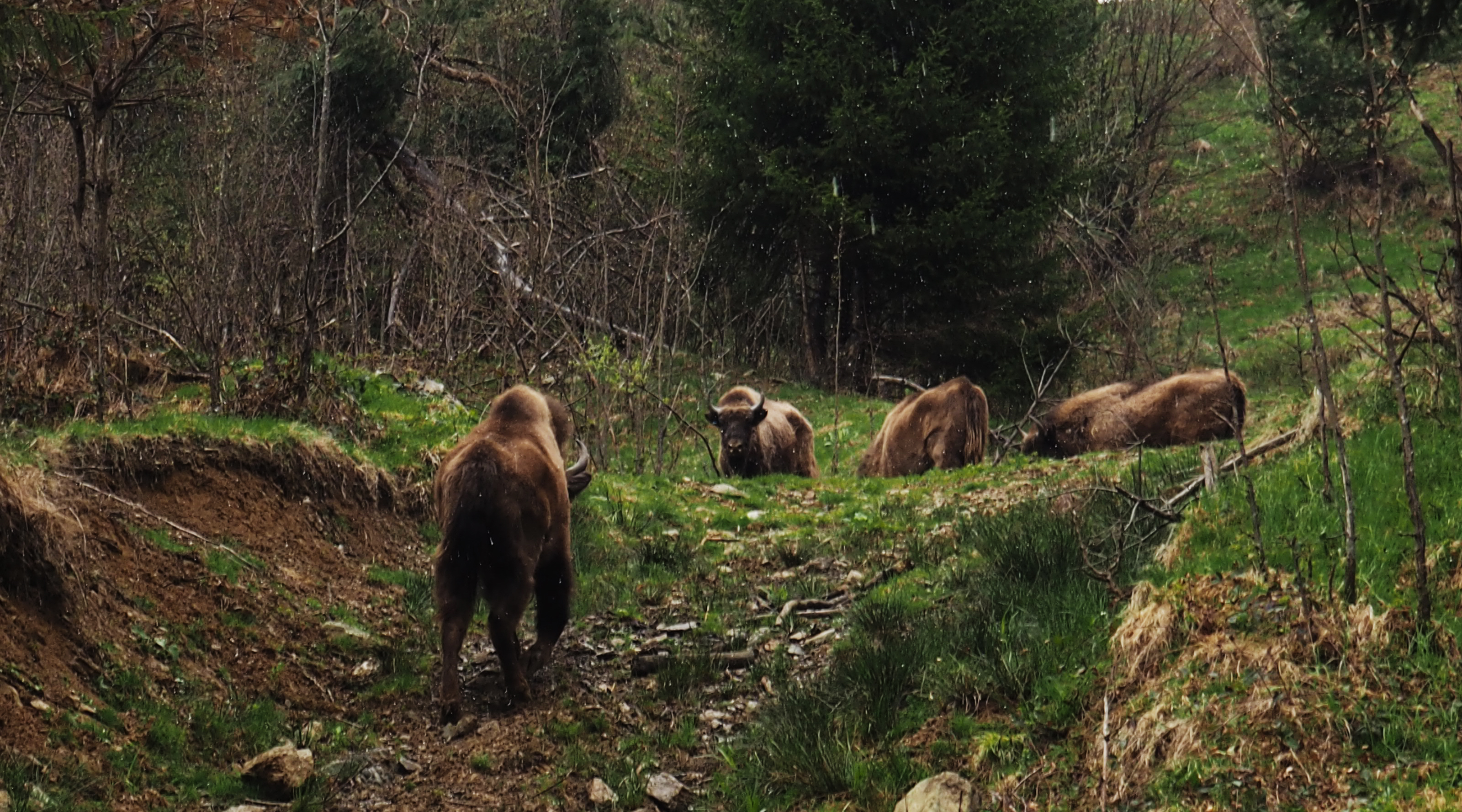 A new group of bison arrives safely in the Southern Carpathians | WWF