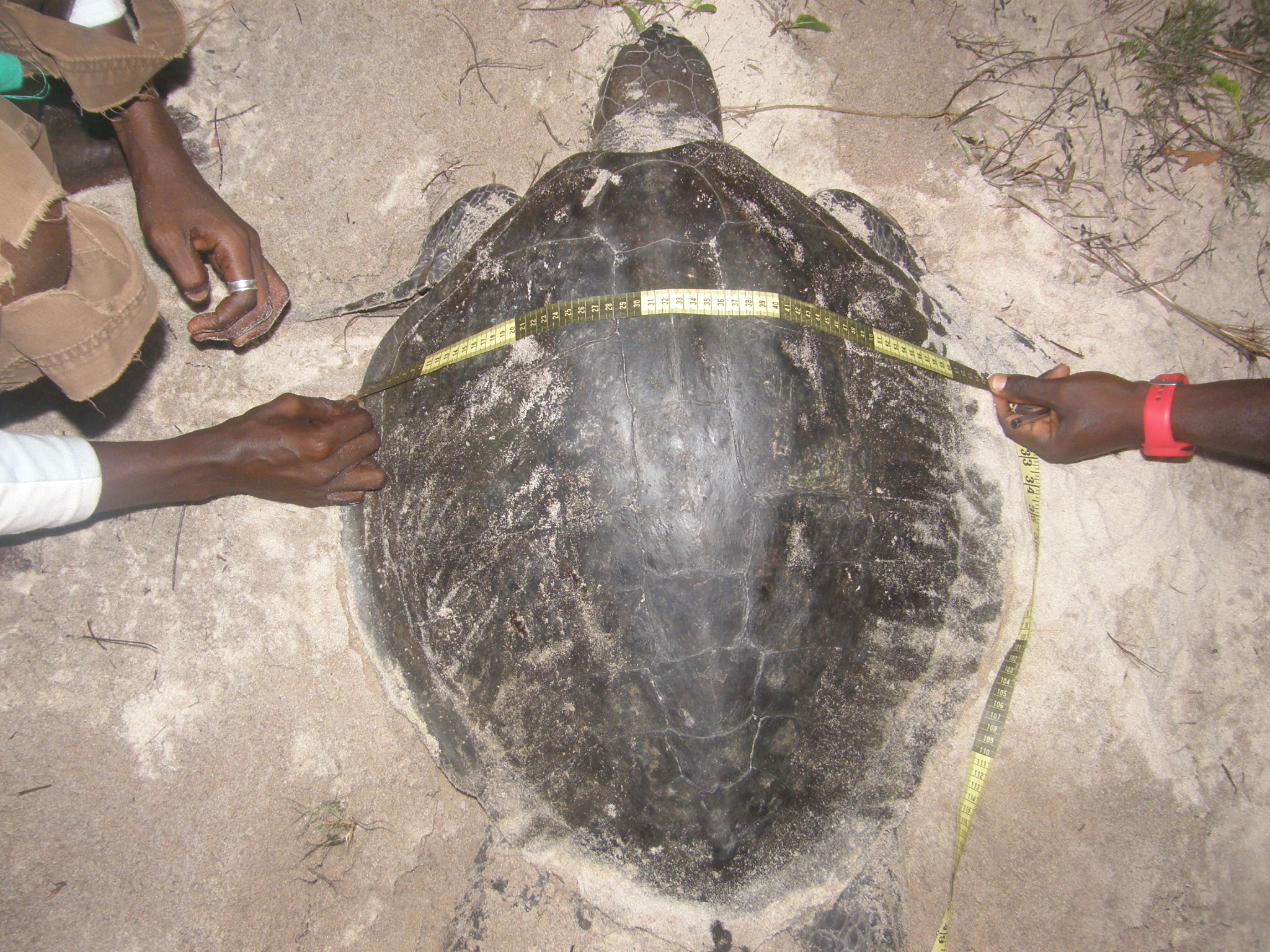 Study reveals Gabon is home to largest olive ridley turtle breeding ...
