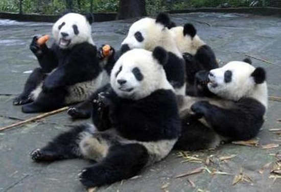 Panda power arrives in time for Asian games | WWF