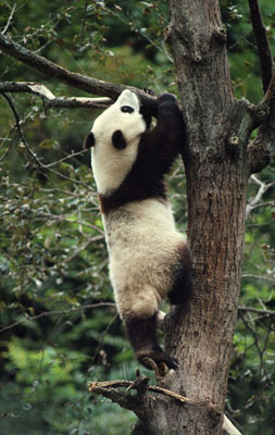 Increased protection for the giant panda in Qinling | WWF