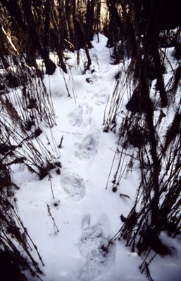 Giant Panda Survey 2004 - Q&A's | WWF