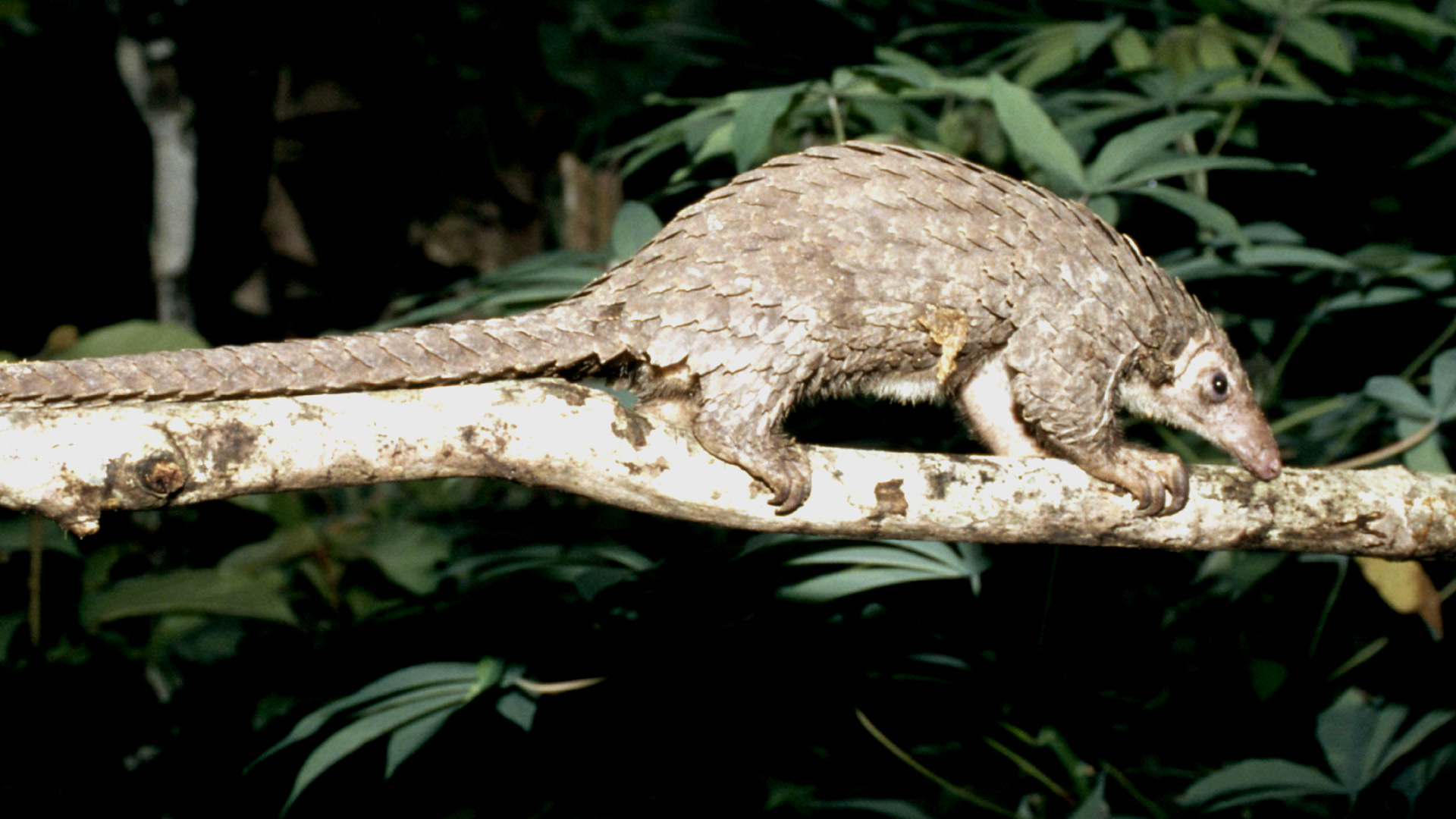 Protecting pangolins at CITES CoP | WWF