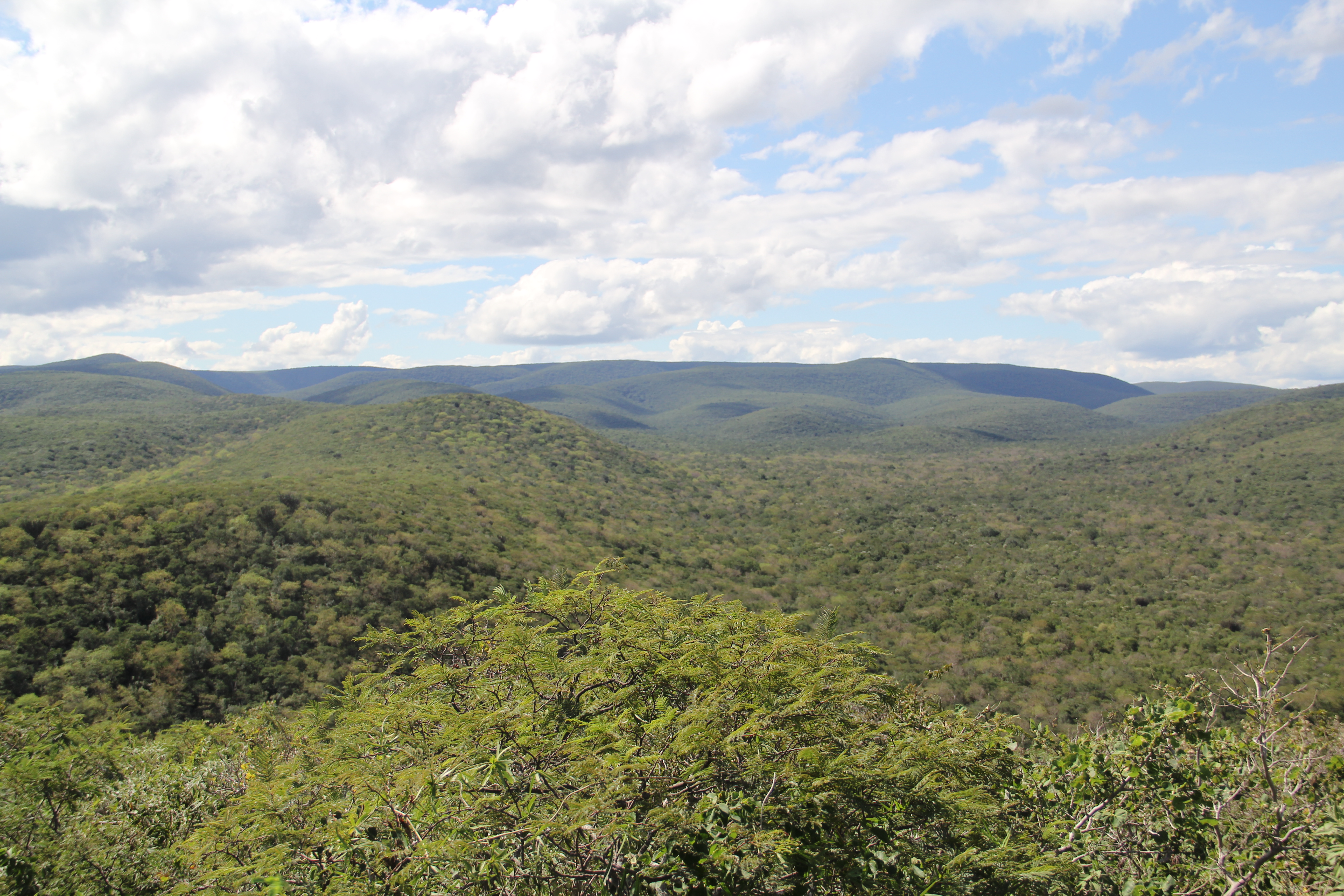 WWF Paraguay se encuentra recibiendo postulaciones para el puesto de ...