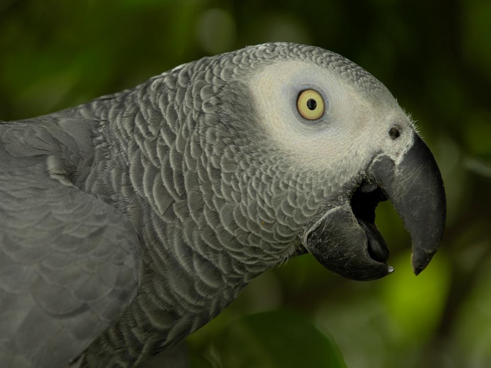 Cameroon: The Battle for Parrot Souls in Southeast | WWF