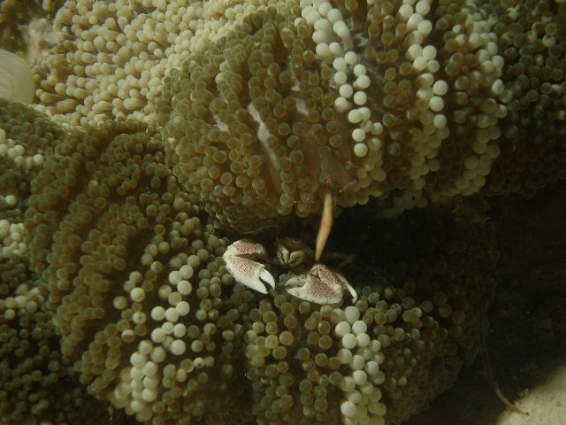 Climate Witness: Rifi Hamdani, Indonesia | WWF