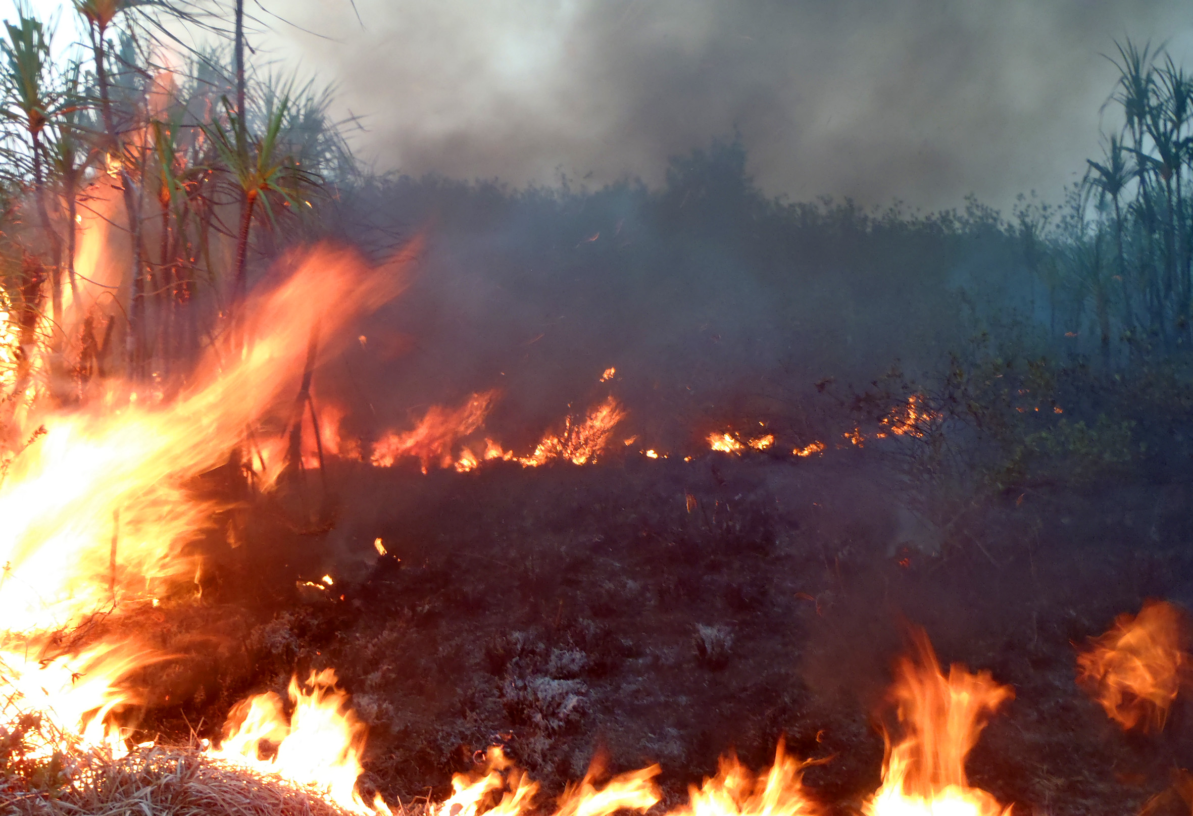 Comprehensive Efforts Are Needed to Preserve Borneo | WWF