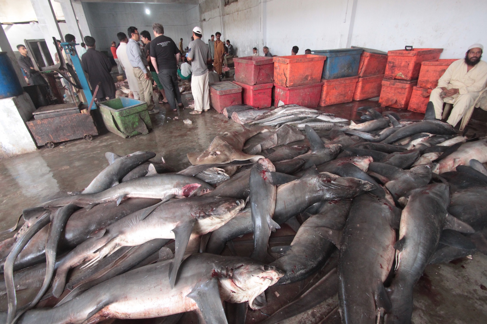 Battle to save the threshers | WWF
