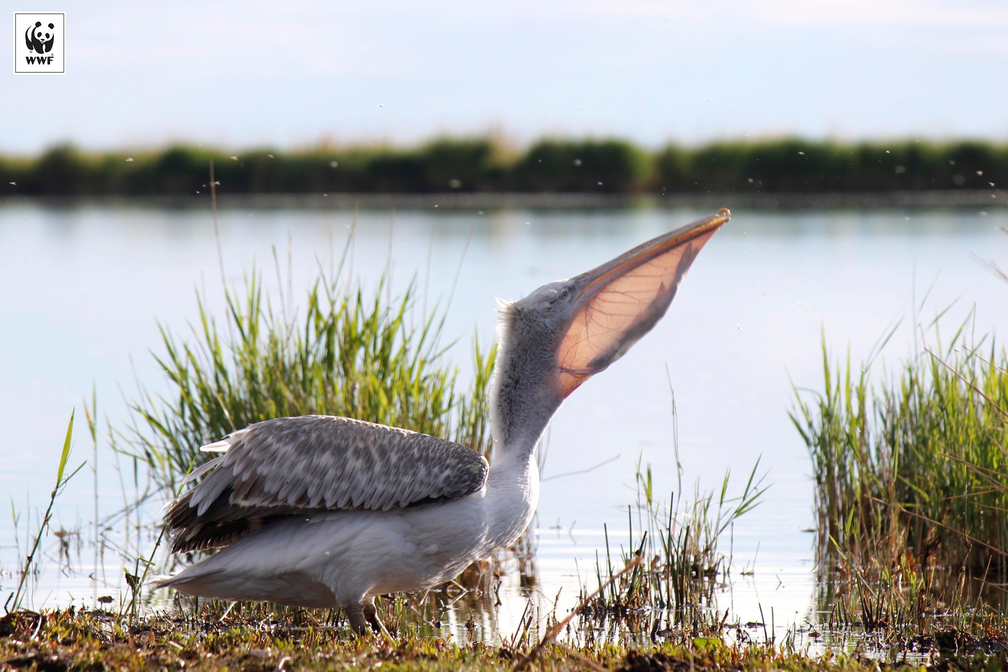 A wounded pelican released back in the wild | WWF