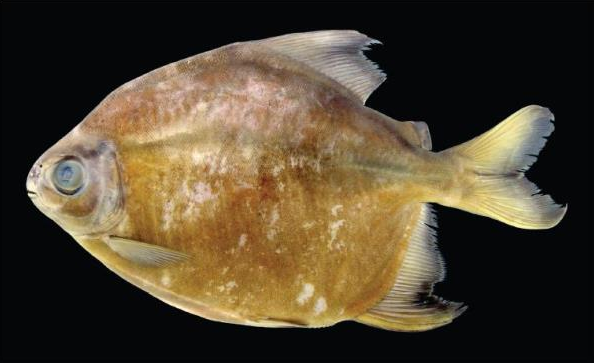 Un mono que ronronea como gato, entre las nuevas especies descubiertas ...