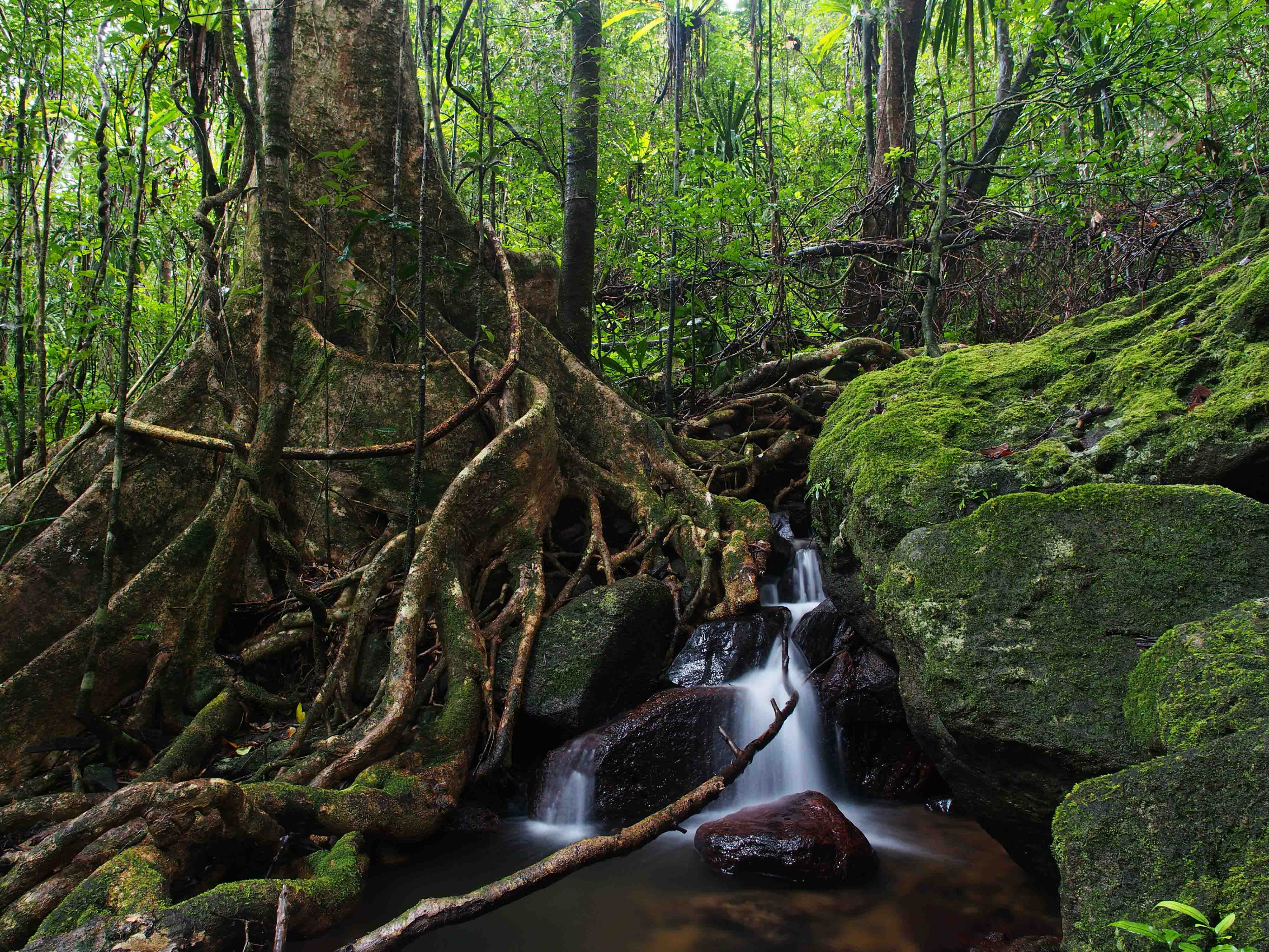 The Northern Highlands: a 50 000-ha of forest corridor to be preserved ...