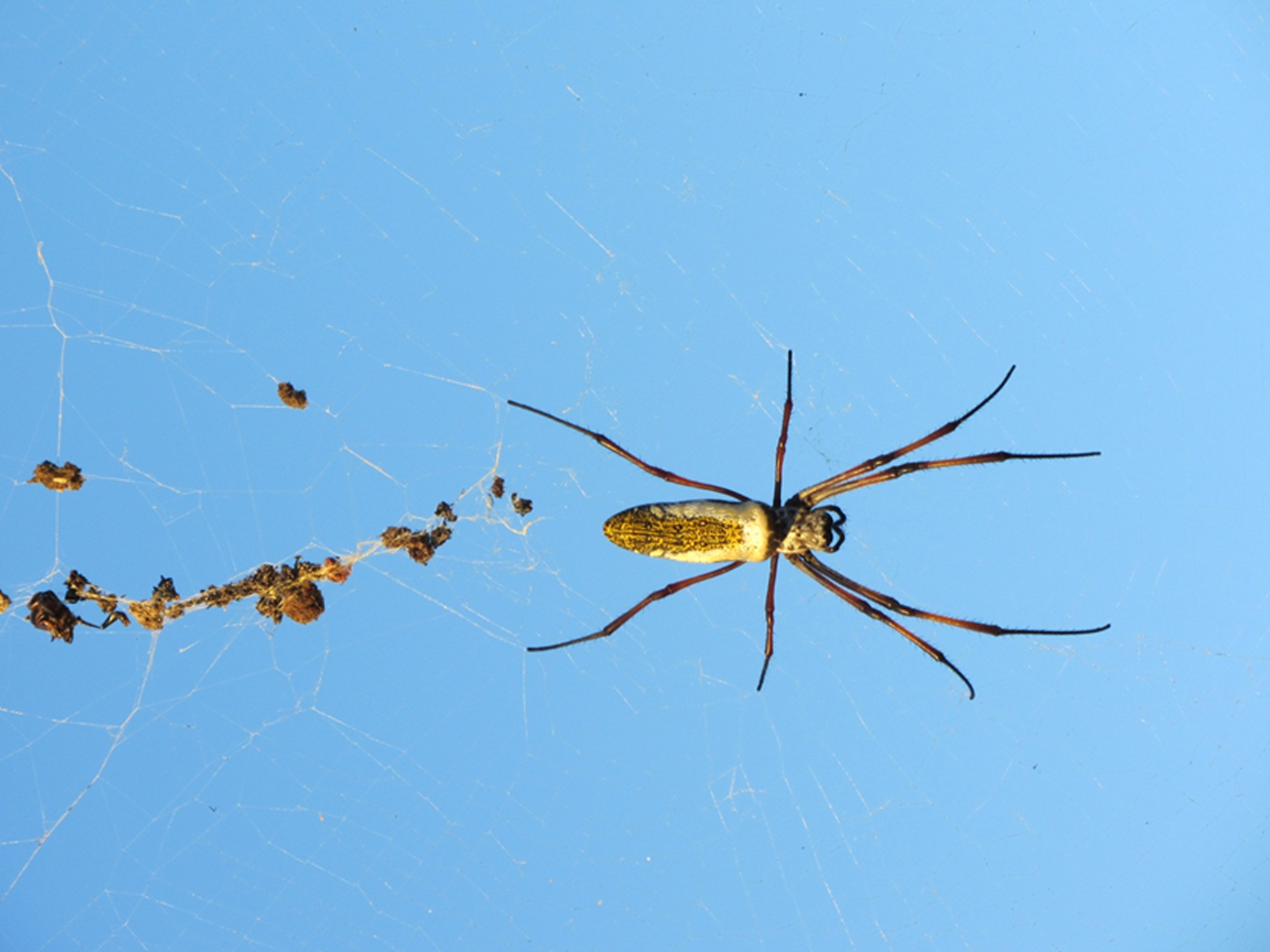 Exploration of the spiny forest | WWF