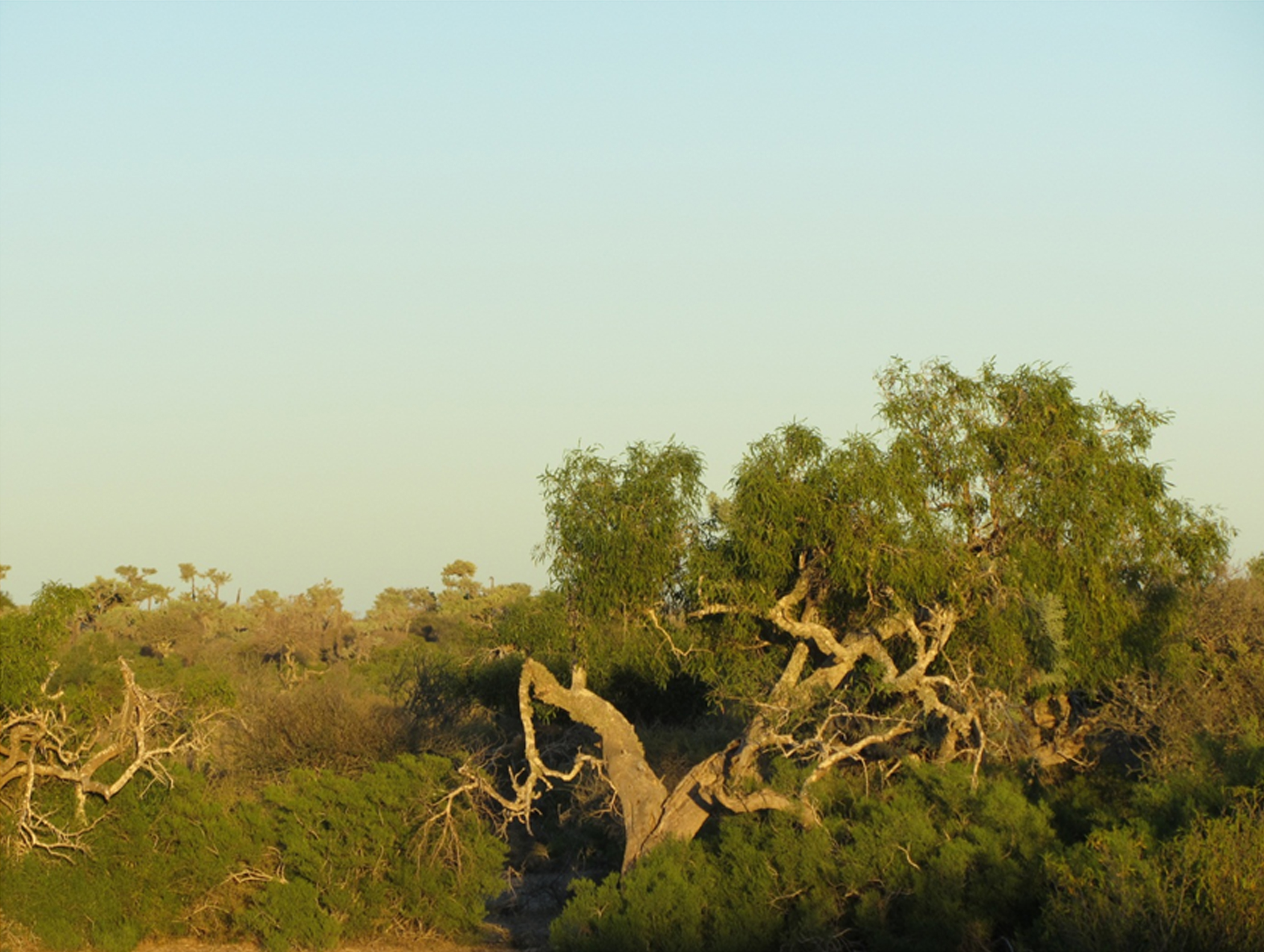 Exploration of the spiny forest | WWF